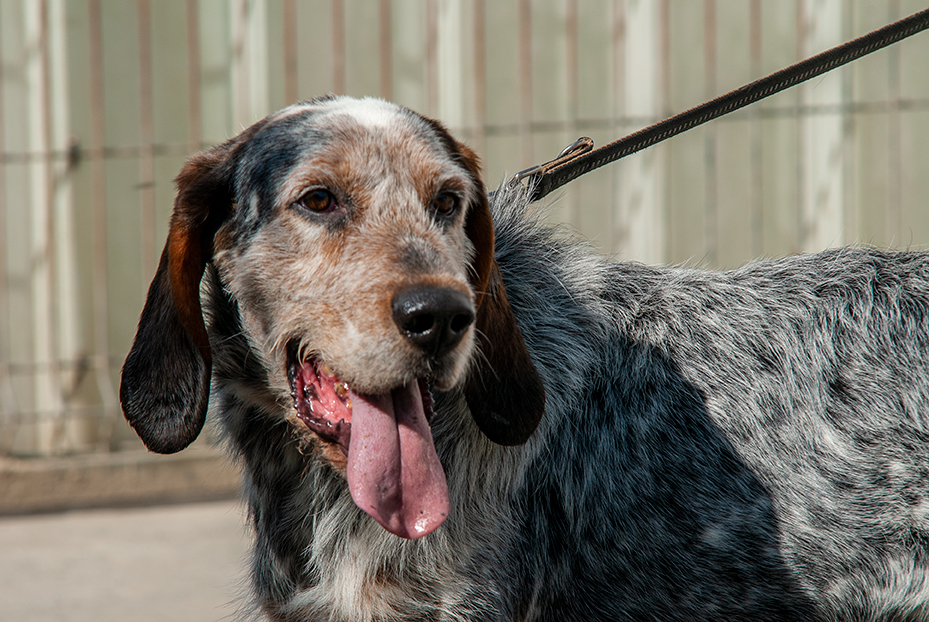 Ron :: Protectora de Animales El Arca de Santi - Monzón - Huesca