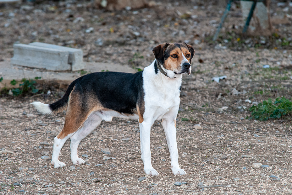 Rigodón :: Protectora de Animales El Arca de Santi - Monzón - Huesca